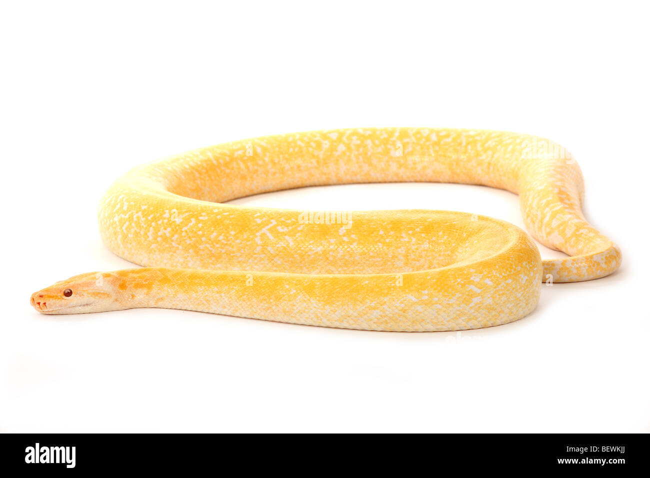 Studio photograph of an albino Burmese Python Stock Photo - Alamy