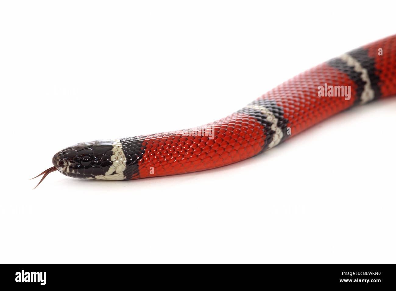 Studio photograph of a Milk Snake Stock Photo - Alamy
