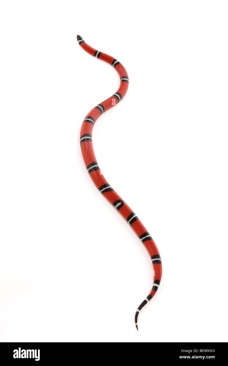 Studio photograph of a Milk Snake Stock Photo - Alamy