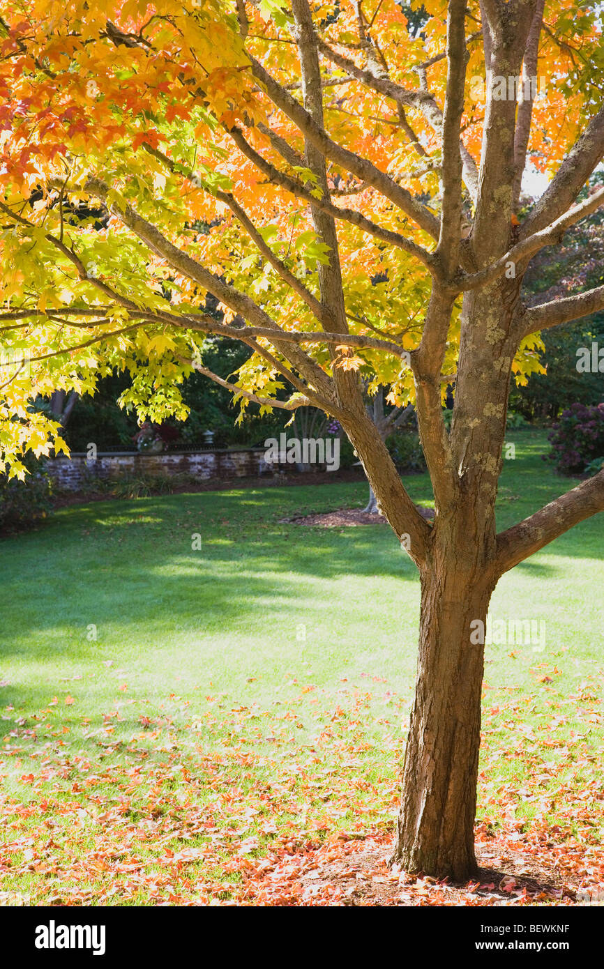 Tree in a park Stock Photo - Alamy