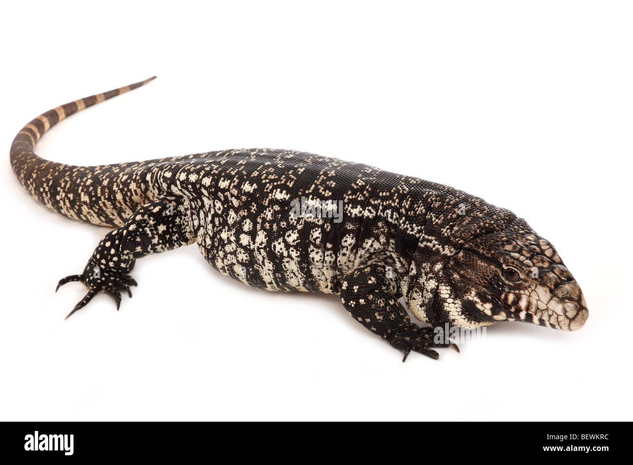 Argentine tegu hi-res stock photography and images - Alamy