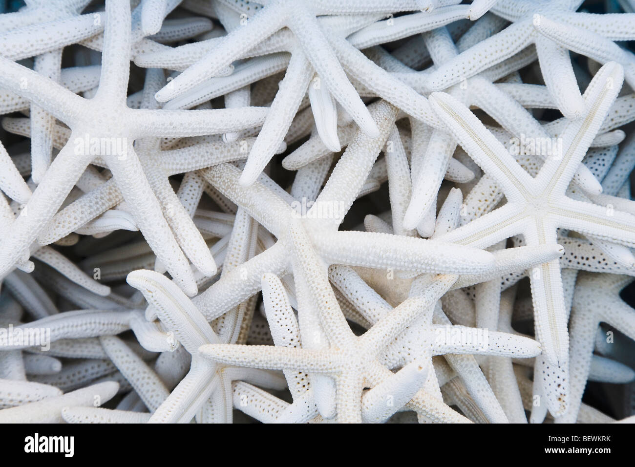 Group starfish hi-res stock photography and images - Alamy