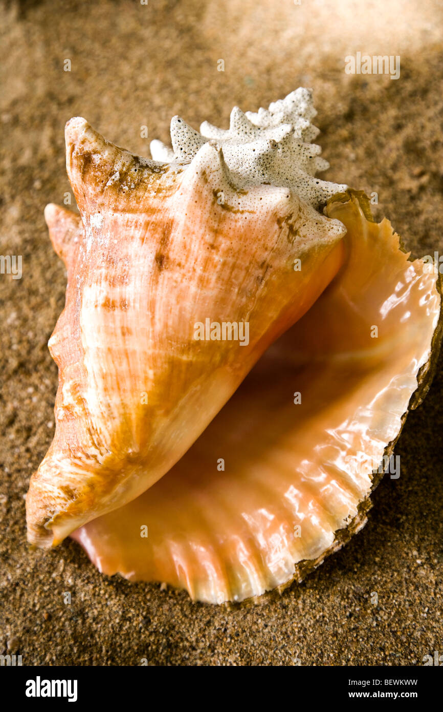Close-up of a conch shell on the beach Stock Photo - Alamy