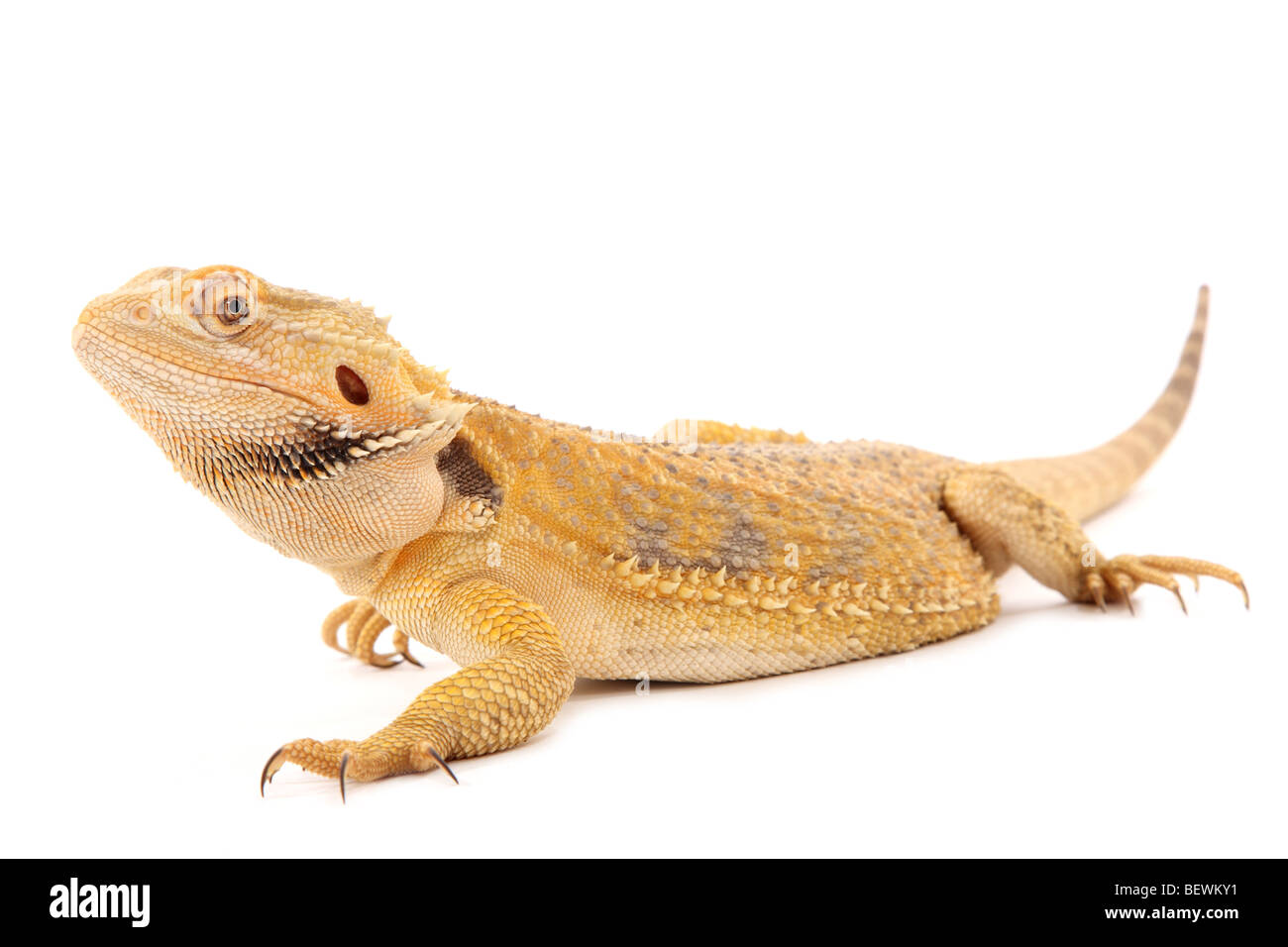 Studio photograph of a Bearded Dragon Stock Photo - Alamy