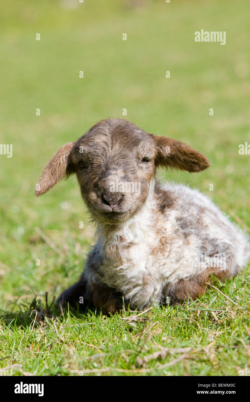Welsh mountain lamb hi-res stock photography and images - Alamy
