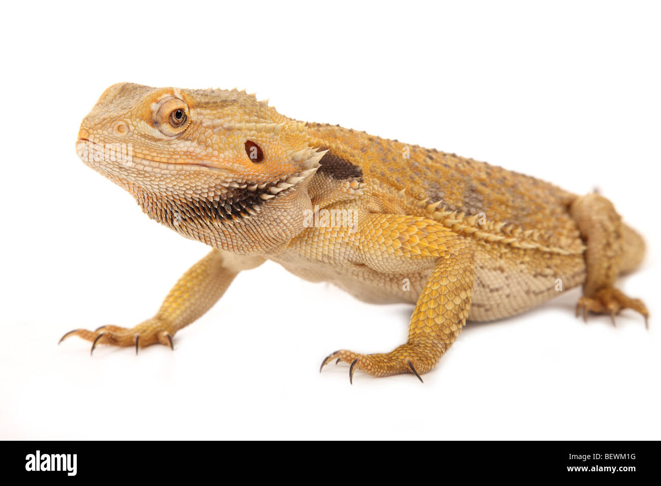 Bearded dragon hi-res stock photography and images - Alamy