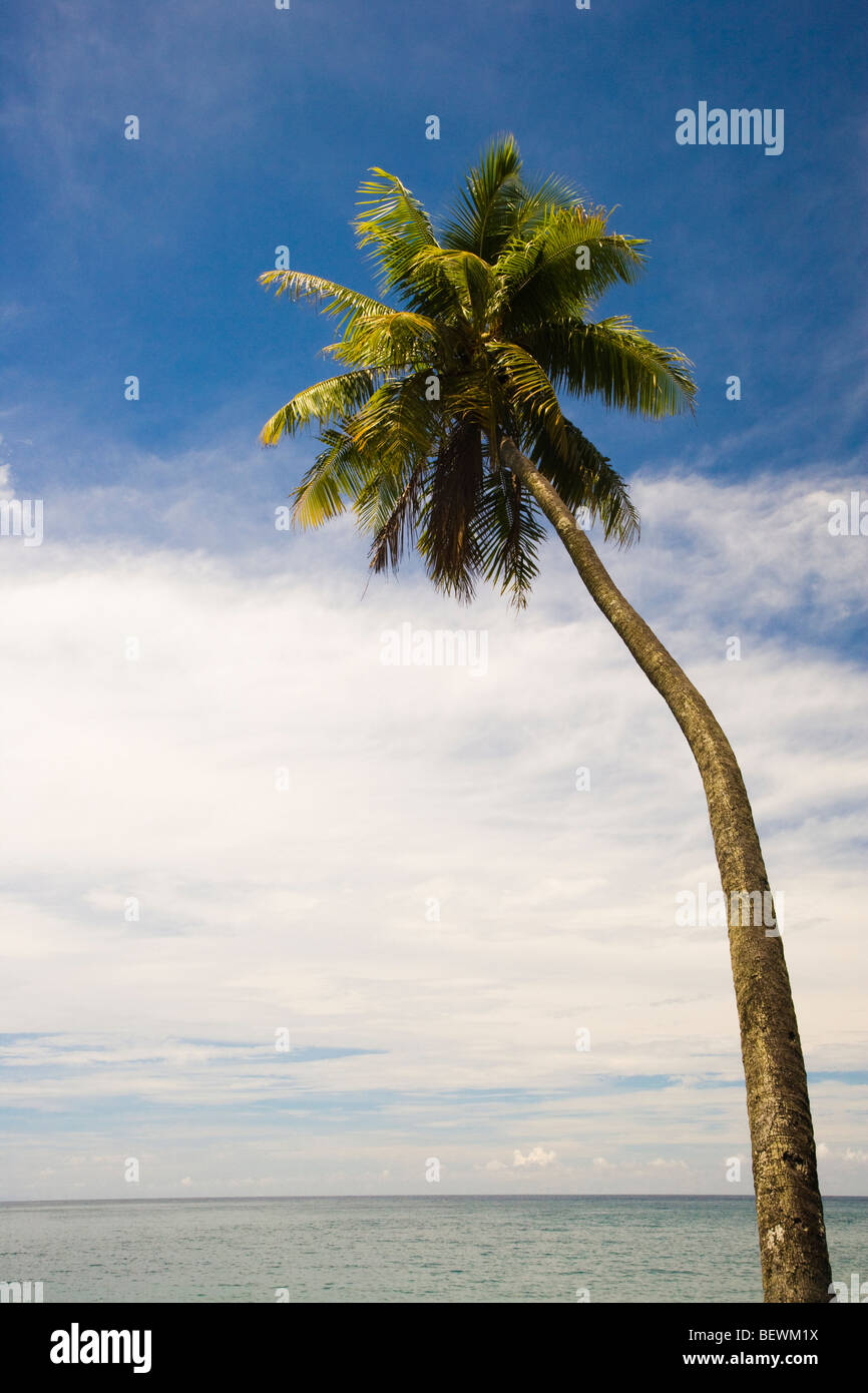 Palm tree on the beach, Papeete, Tahiti, French Polynesia Stock Photo ...