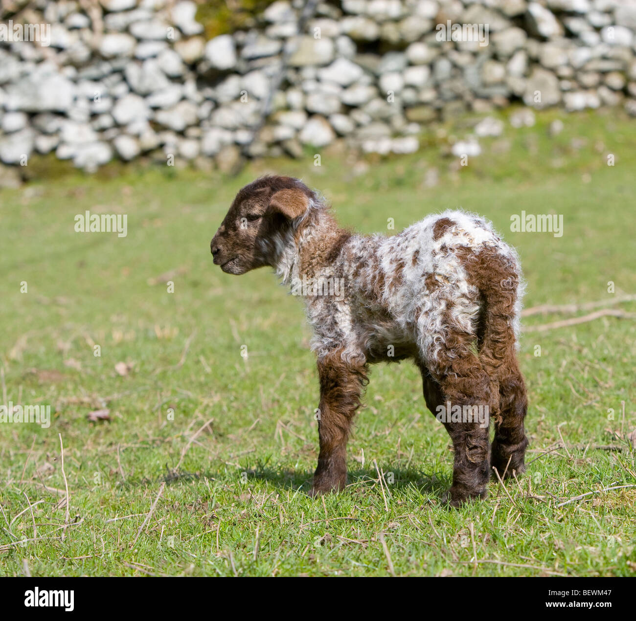 Welsh mountain lamb hi-res stock photography and images - Alamy