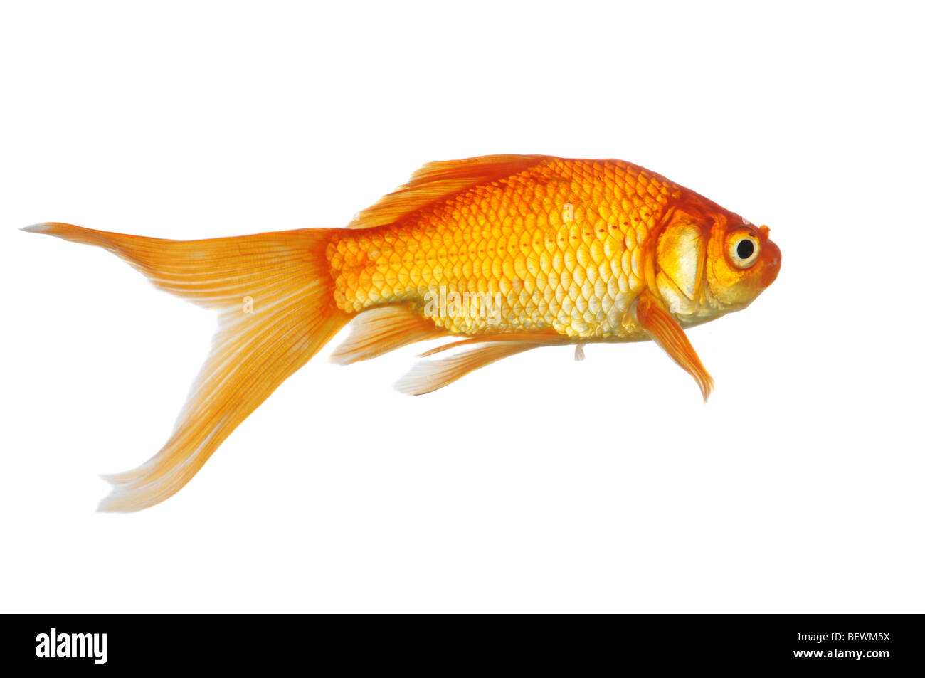 Gold fish swimming isolated on a white background Stock Photo - Alamy
