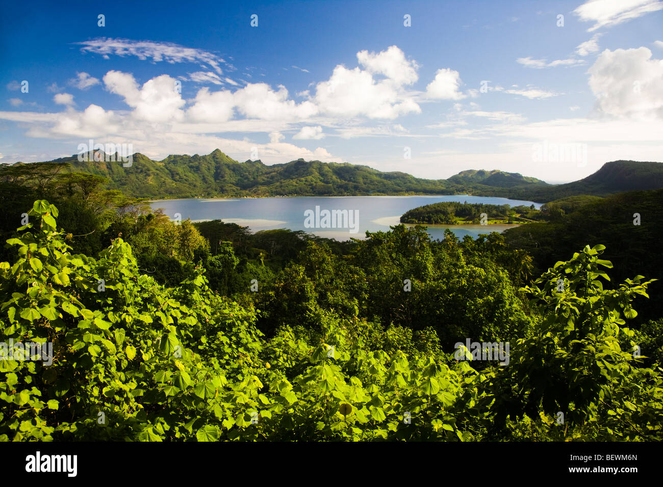 Trees in a forest, Huahine Island, Tahiti, French Polynesia Stock Photo ...