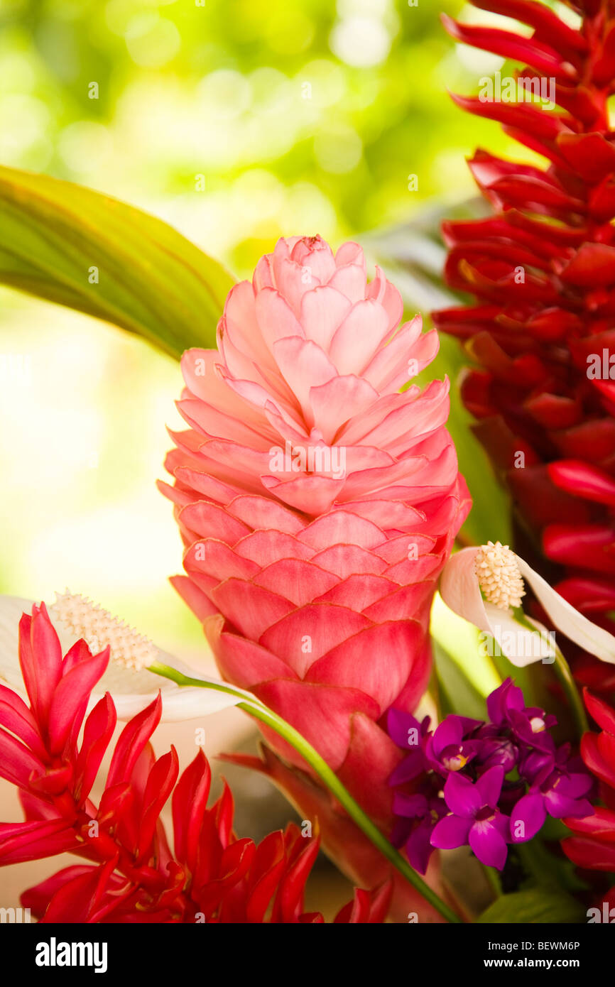 Close-up of tropical flowers, Raiatea Island, Tahiti, French Polynesia ...
