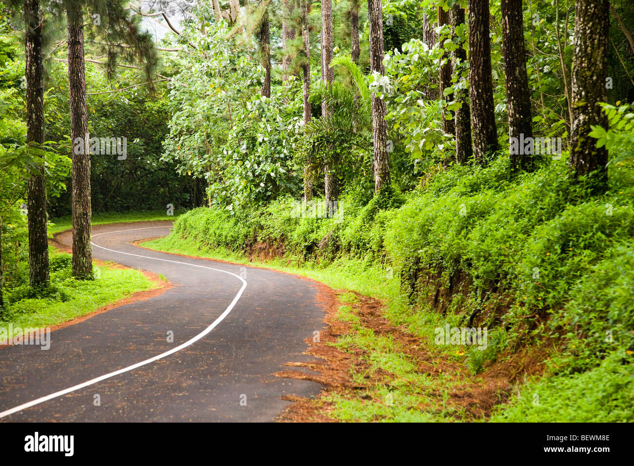 Road passing through a forest, Moorea, Tahiti, French Polynesia Stock ...