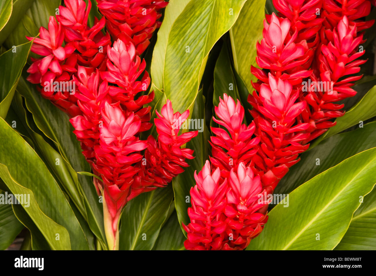 Close-up of red ginger flowers, Papeete, Tahiti, French Polynesia Stock ...