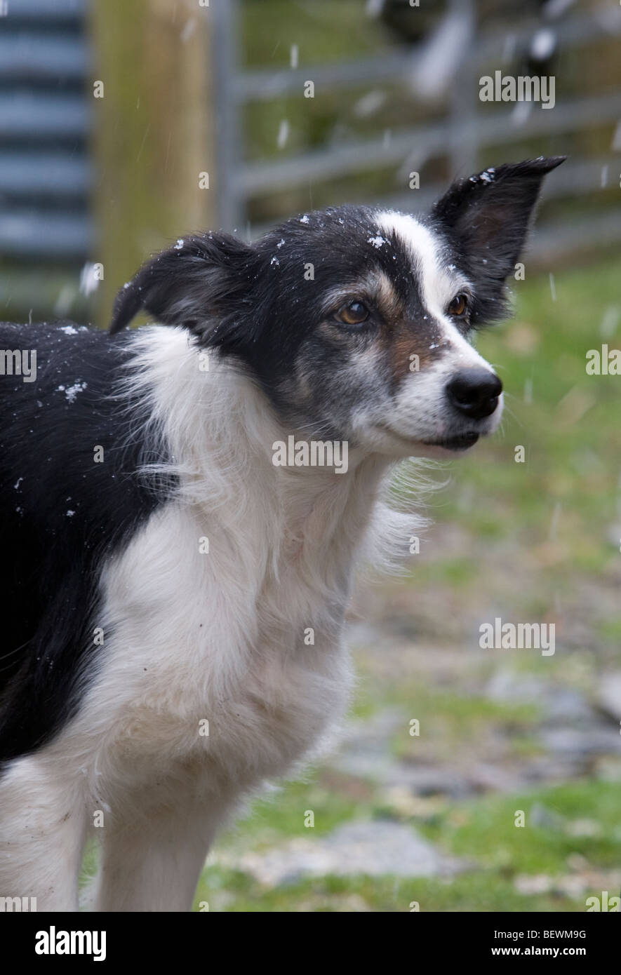 sheep dog in the snow Stock Photo - Alamy