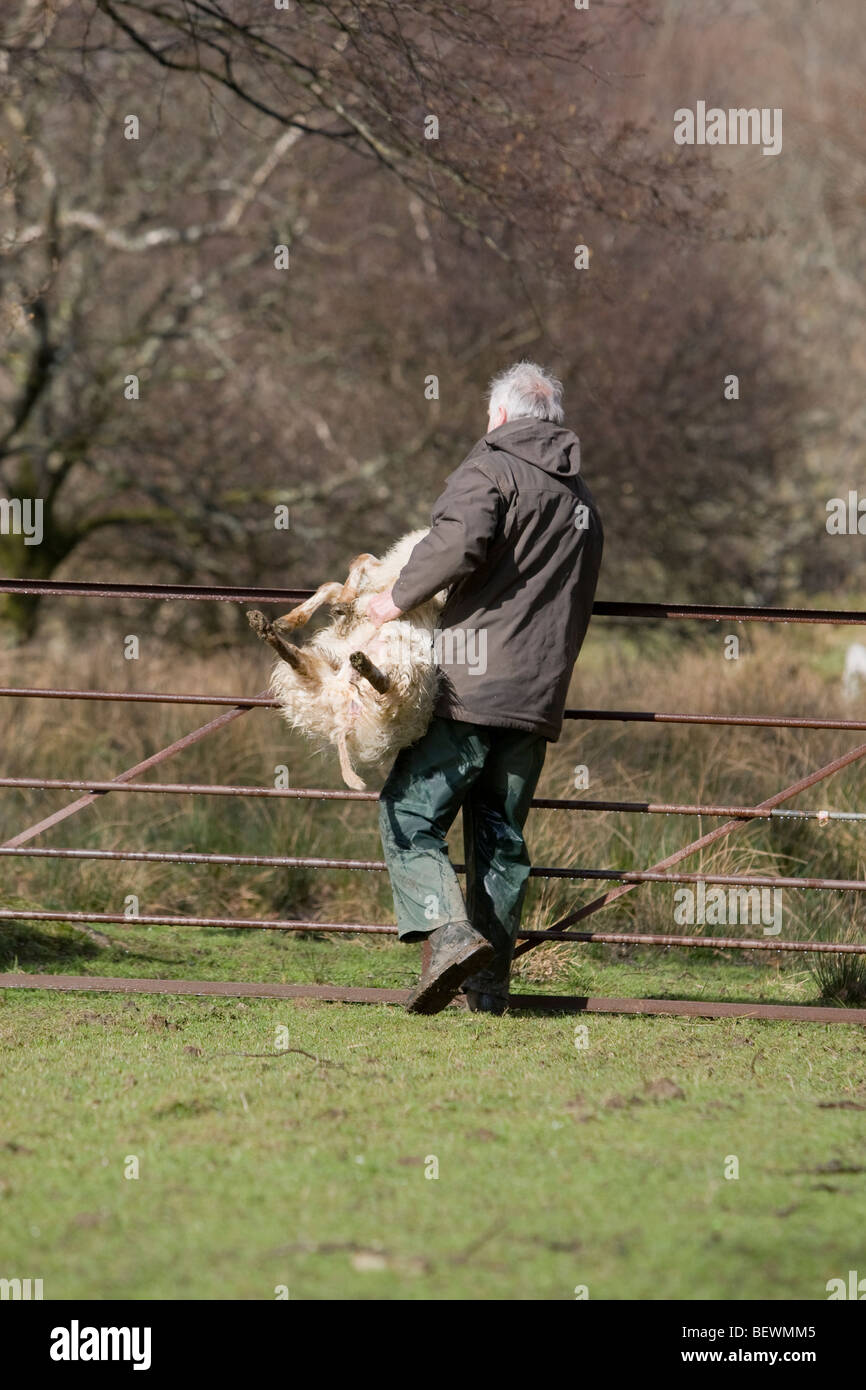Shepard farmer hi-res stock photography and images - Alamy