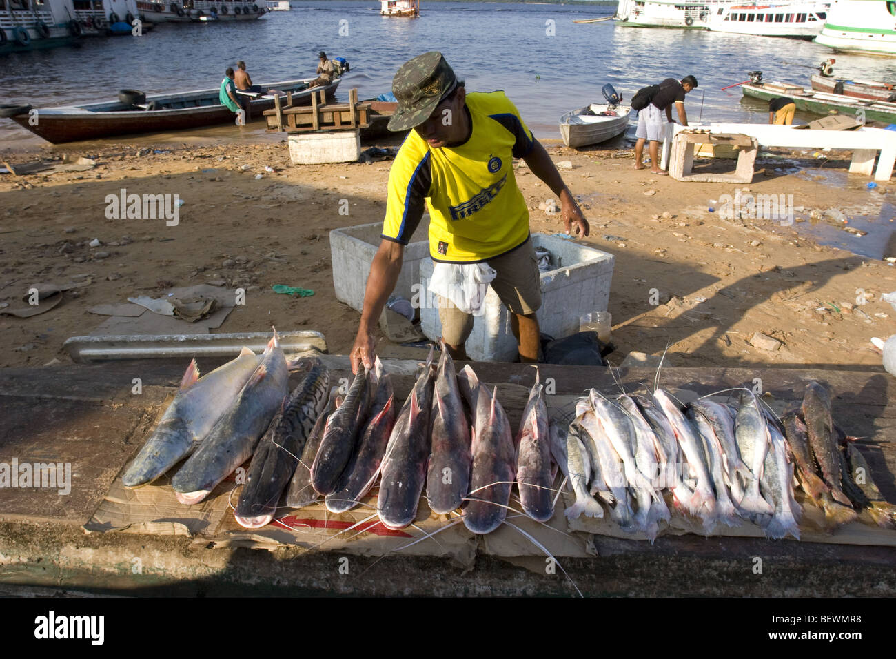 Amazon river fish hi-res stock photography and images - Alamy