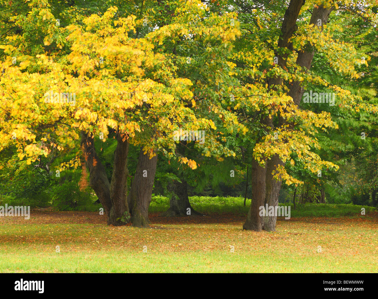 Old lime trees in autumn.Tilia cordata Stock Photo - Alamy