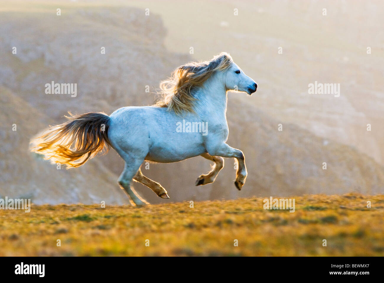 Welsh pony gallop hi-res stock photography and images - Alamy