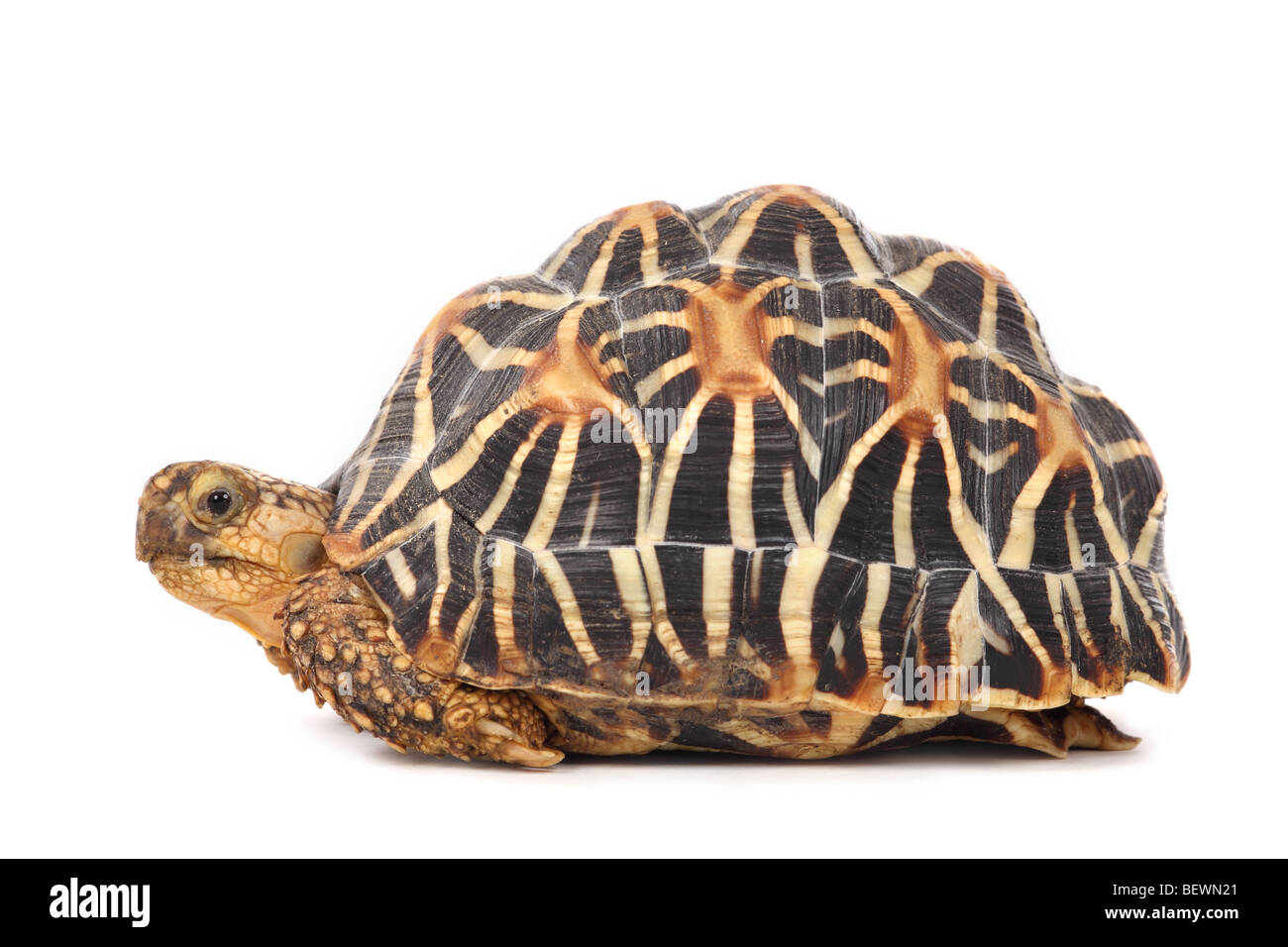 Studio photograph of an Indian Star Tortoise Stock Photo - Alamy