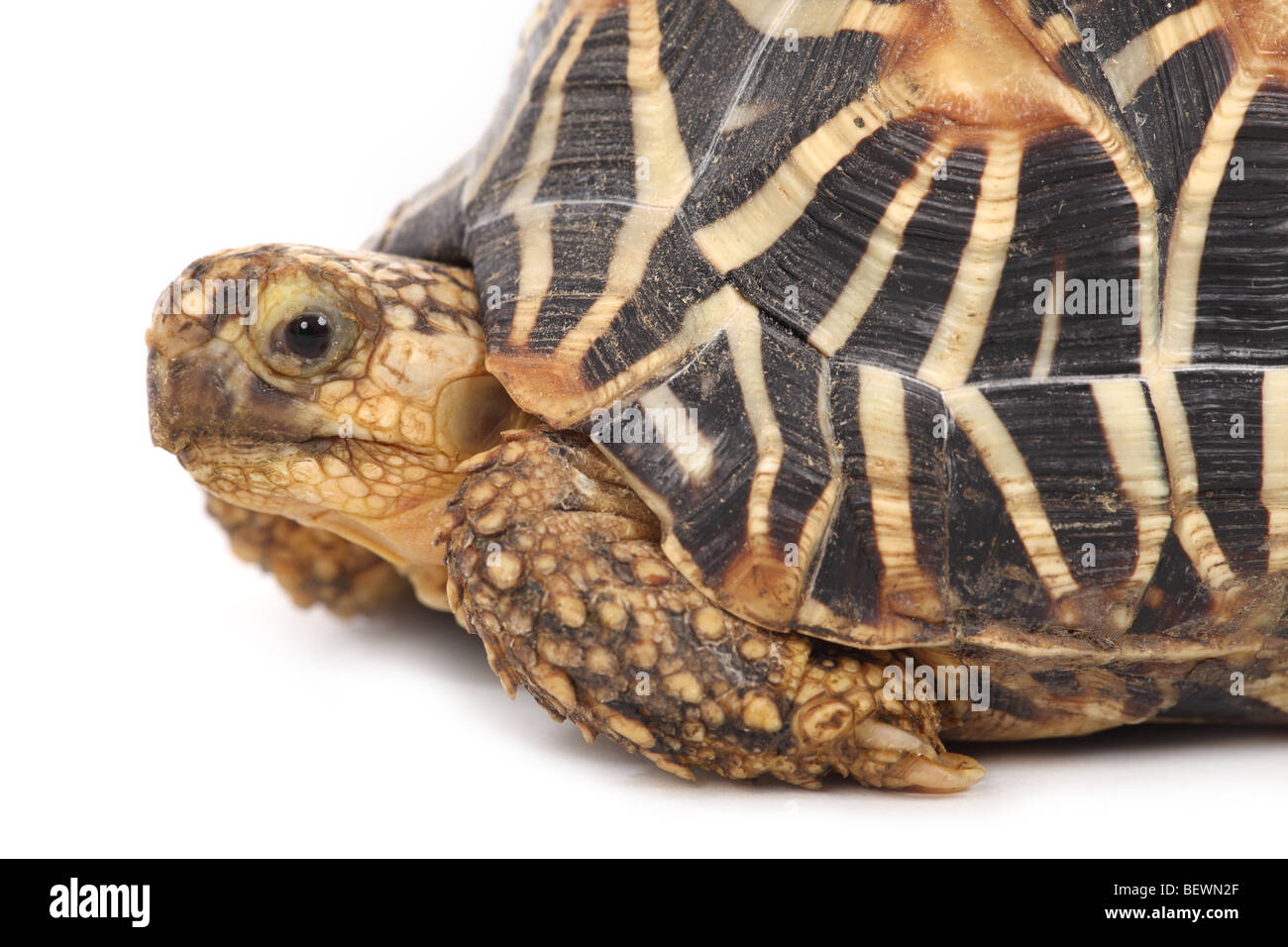 Studio photograph of an Indian Star Tortoise Stock Photo - Alamy