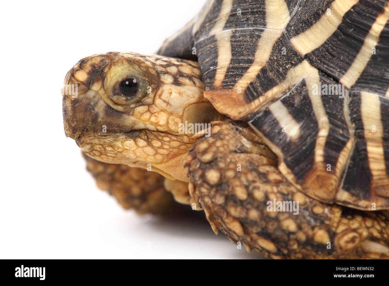 Studio photograph of an Indian Star Tortoise Stock Photo - Alamy