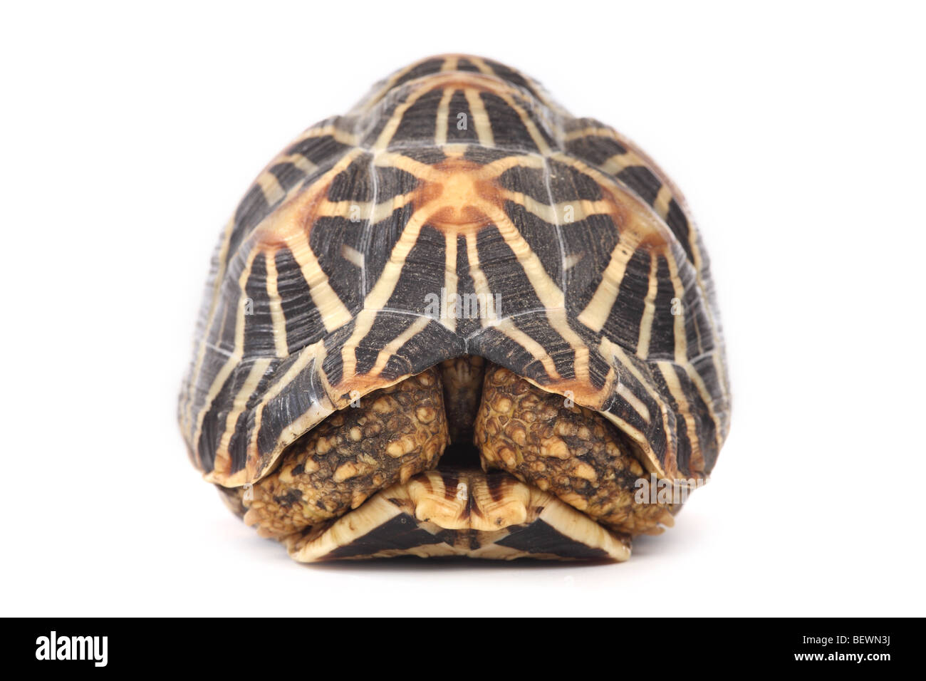 Studio photograph of an Indian Star Tortoise Stock Photo - Alamy