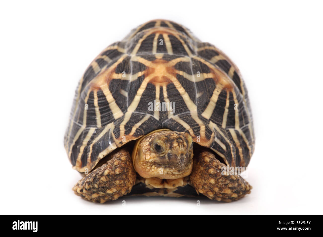 Studio photograph of an Indian Star Tortoise Stock Photo - Alamy