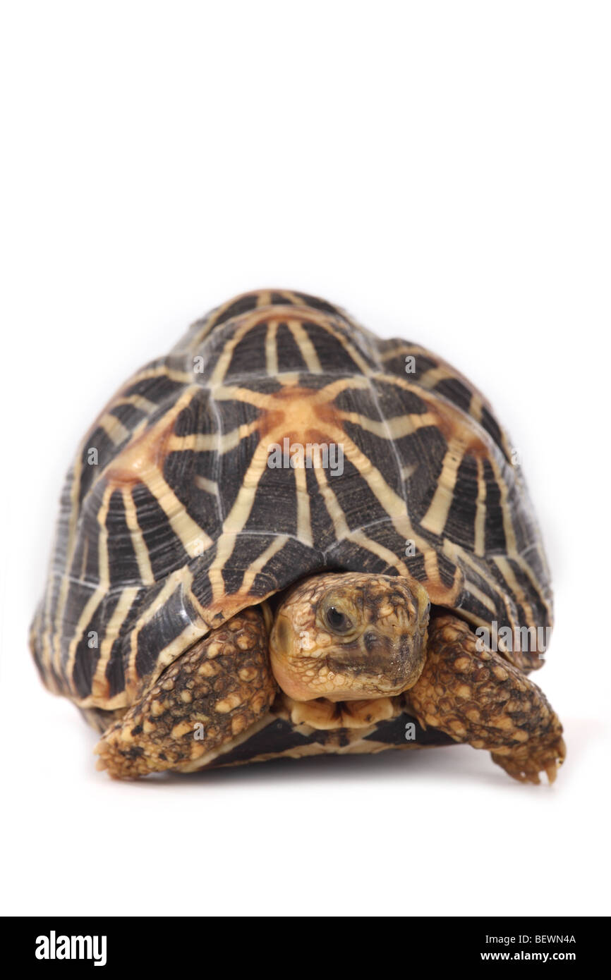 Indian tortoise Cut Out Stock Images & Pictures - Alamy