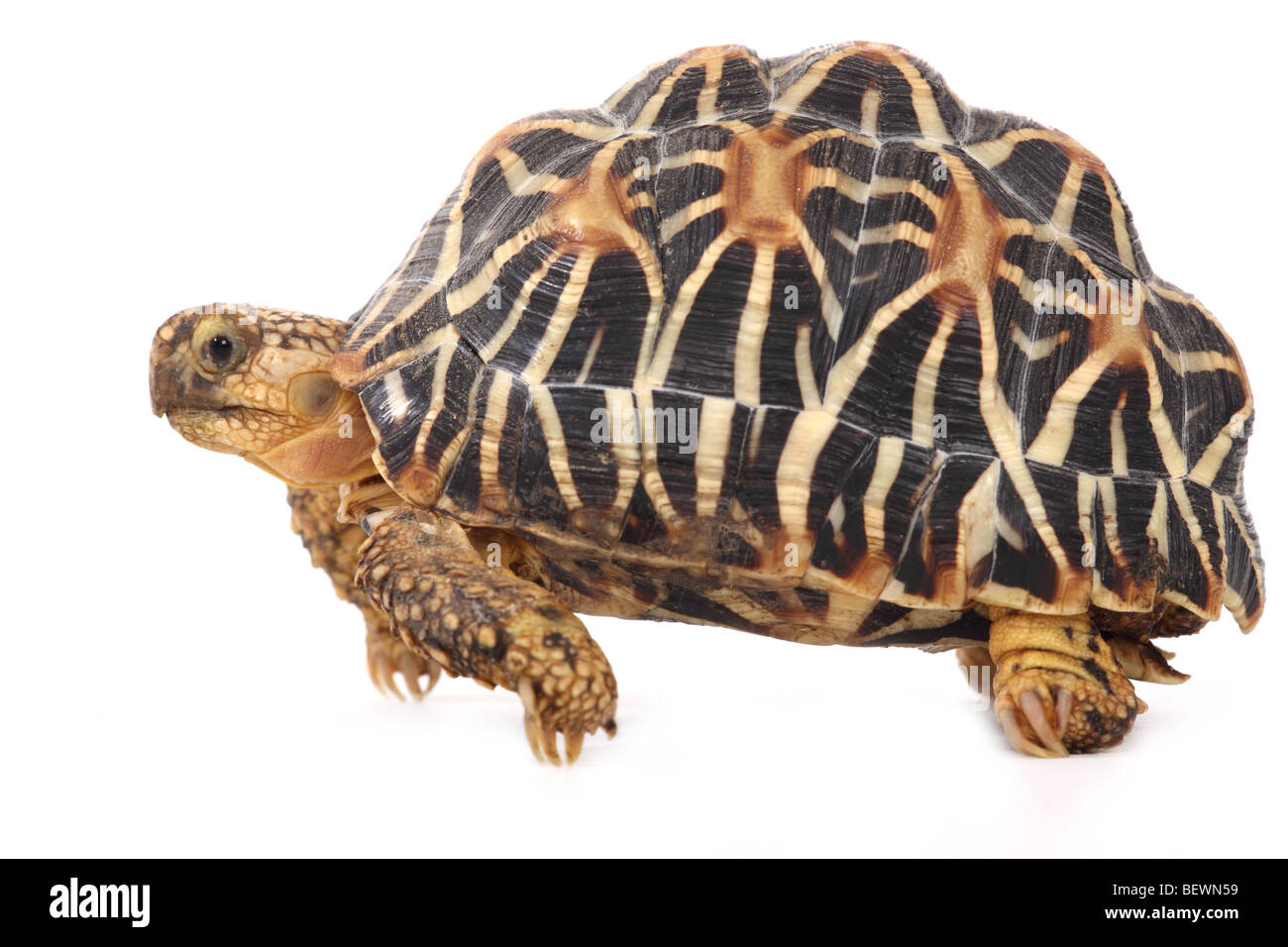 Studio photograph of an Indian Star Tortoise Stock Photo - Alamy