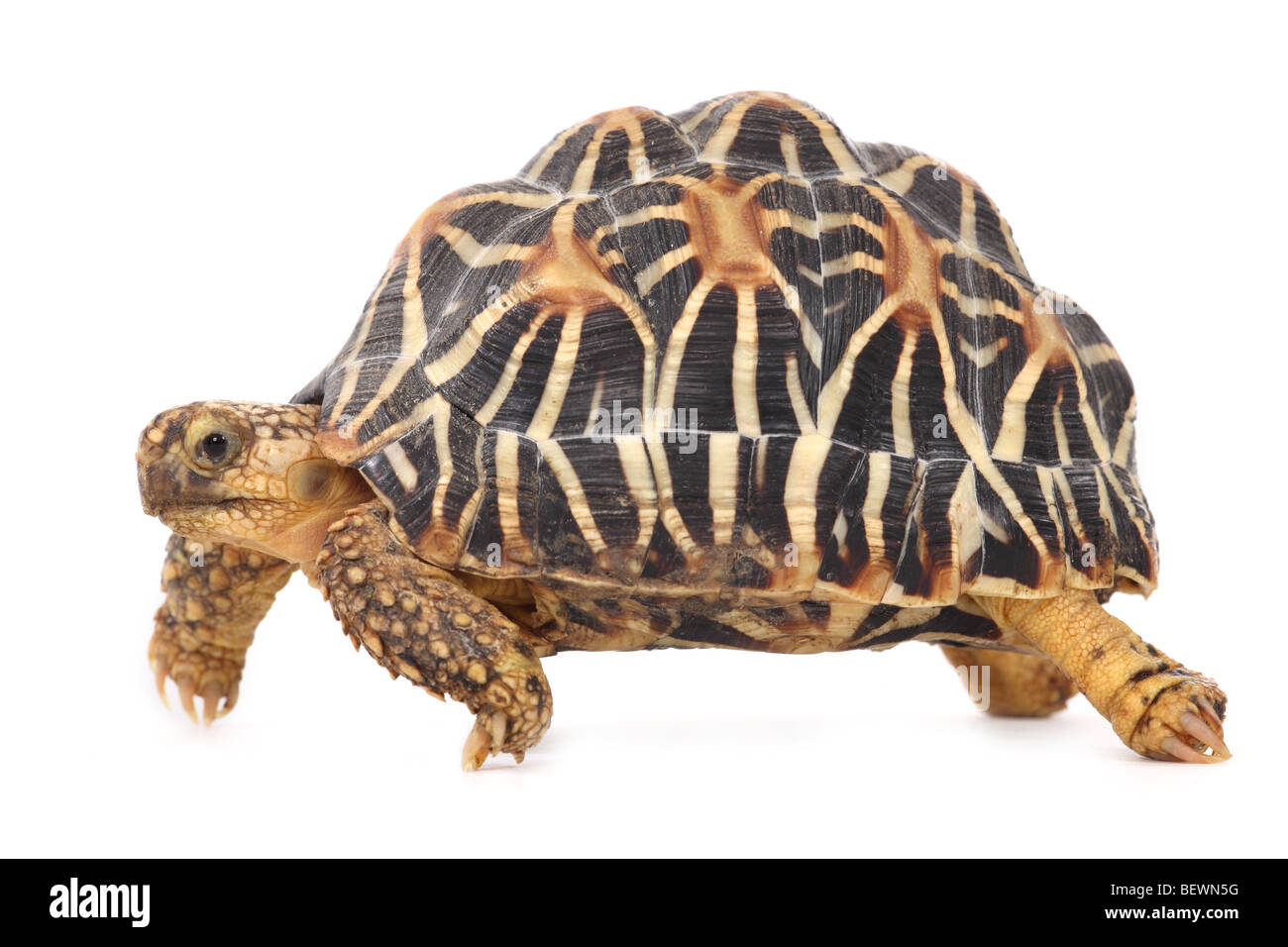 Studio photograph of an Indian Star Tortoise Stock Photo - Alamy