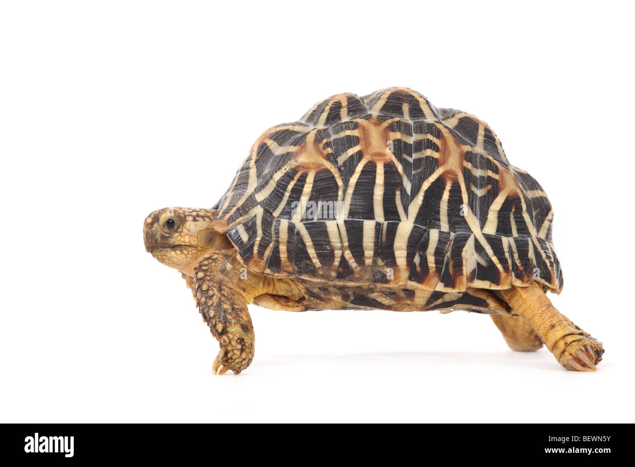 Studio photograph of an Indian Star Tortoise Stock Photo - Alamy