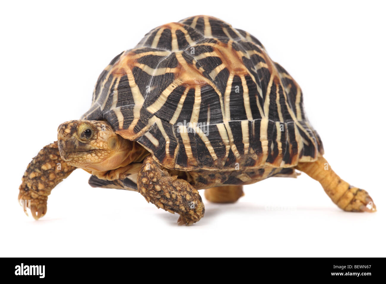 Indian Star Tortoise Size