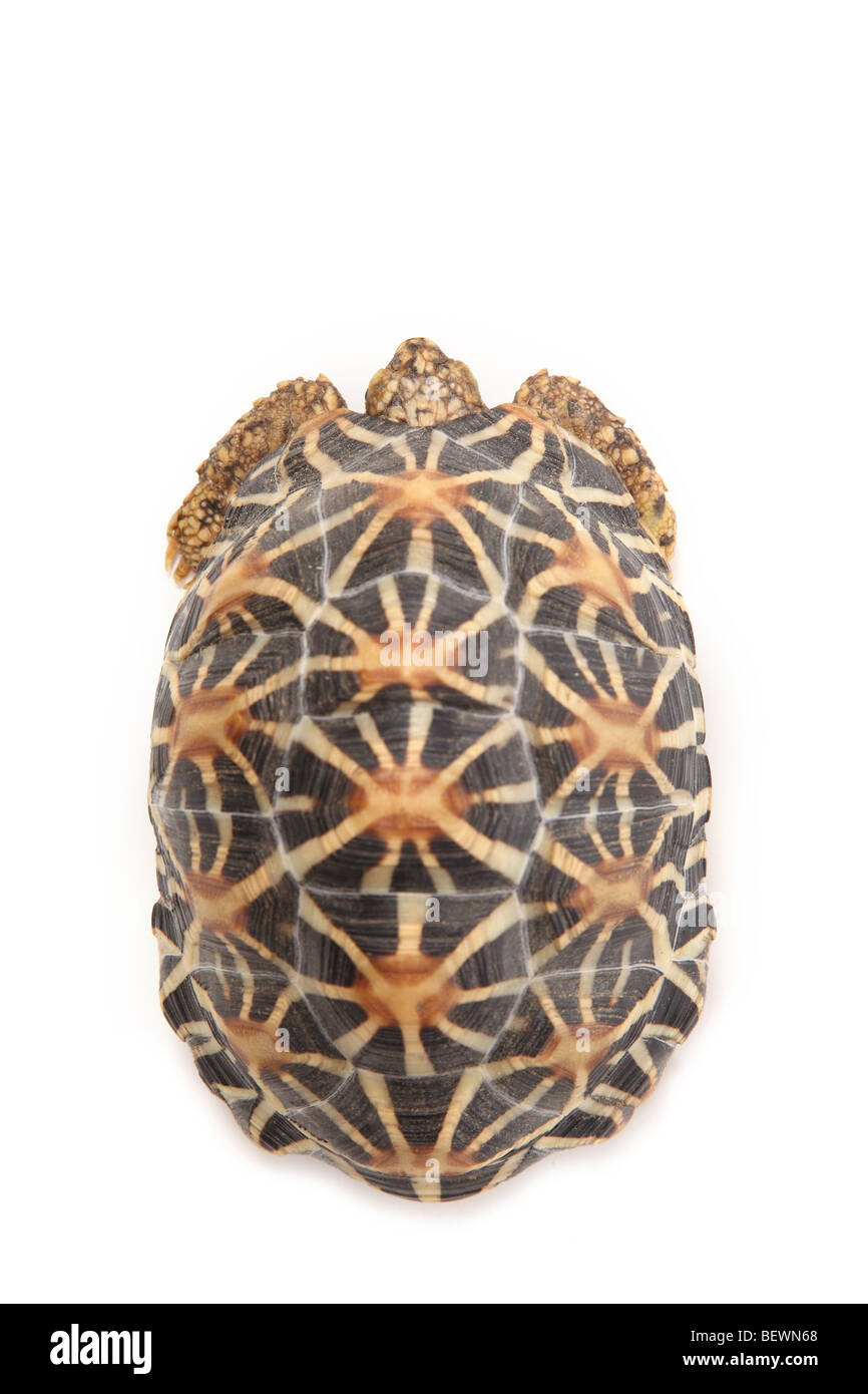 Studio photograph of an Indian Star Tortoise Stock Photo - Alamy