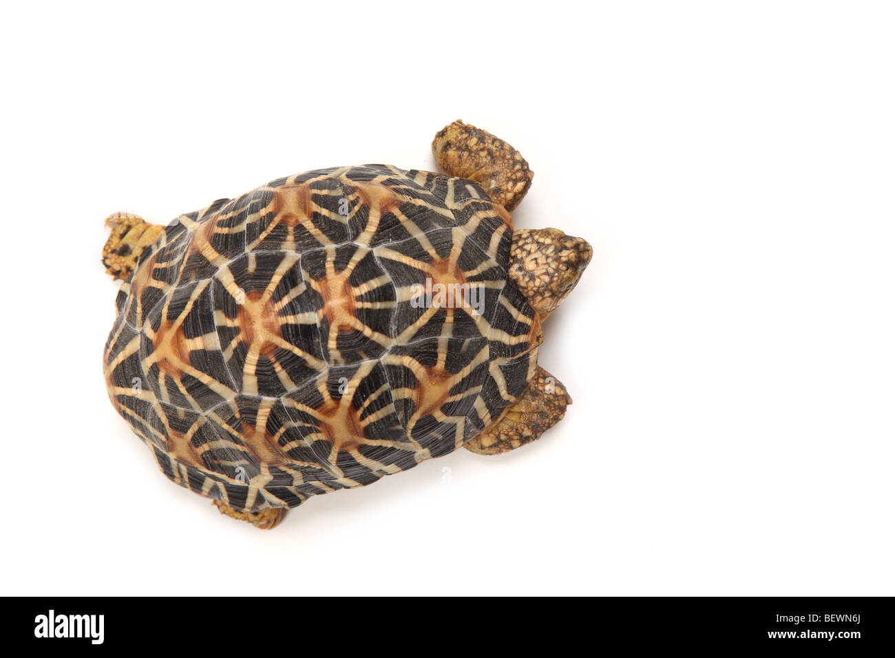 Studio photograph of an Indian Star Tortoise Stock Photo - Alamy