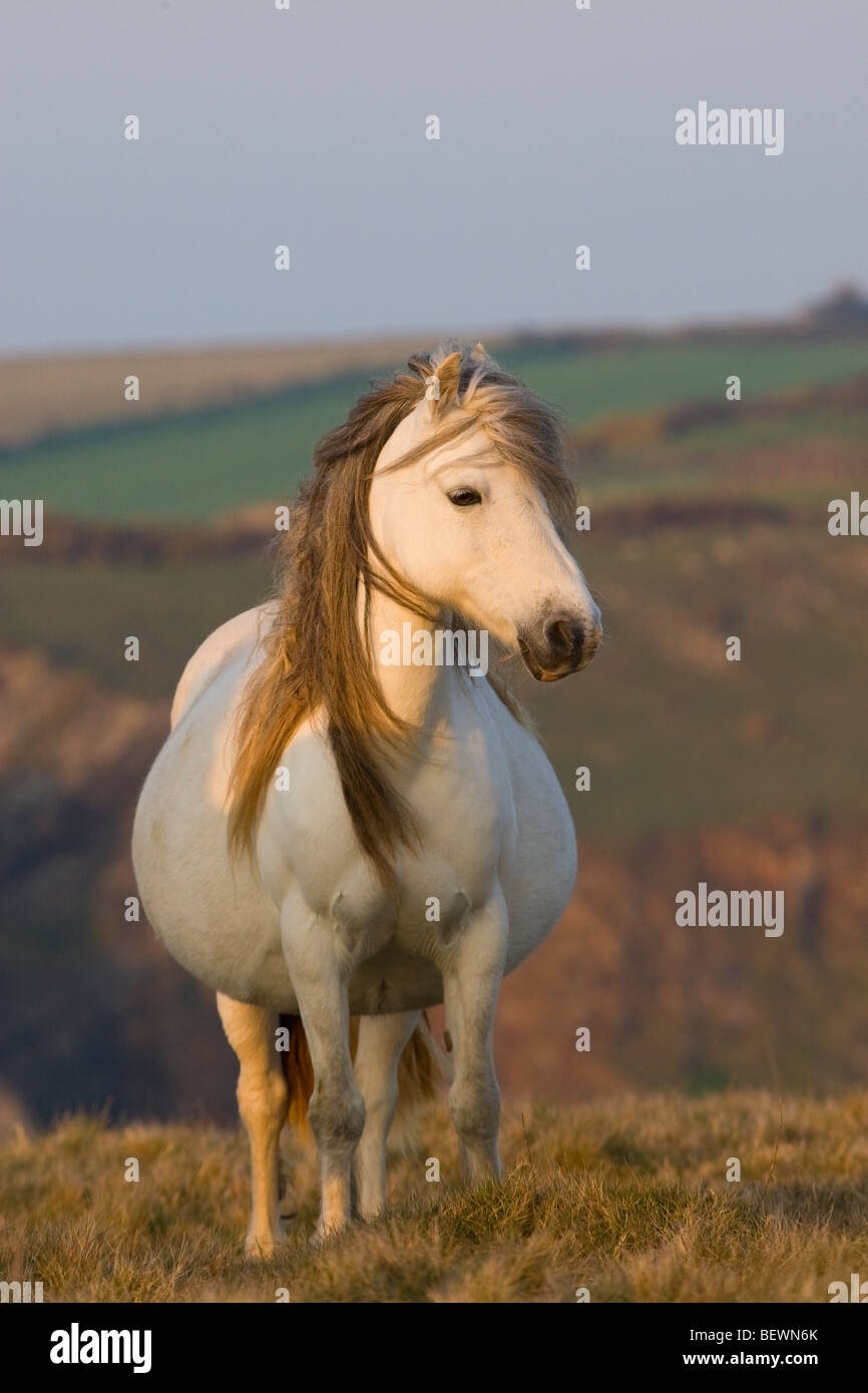 Welsh mountain pony in early morning light Stock Photo - Alamy