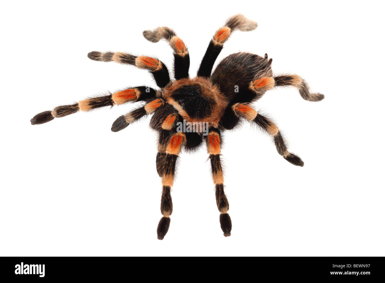 Brachypelma smithi large tarantula spider hi-res stock photography and ...