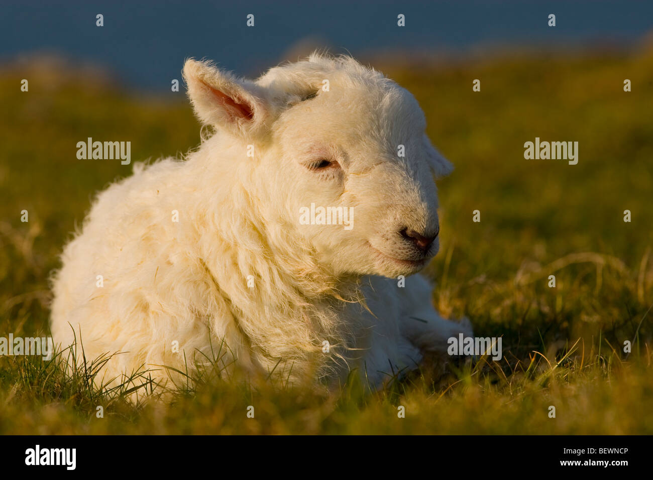 Lamb resting in early morning light Stock Photo - Alamy