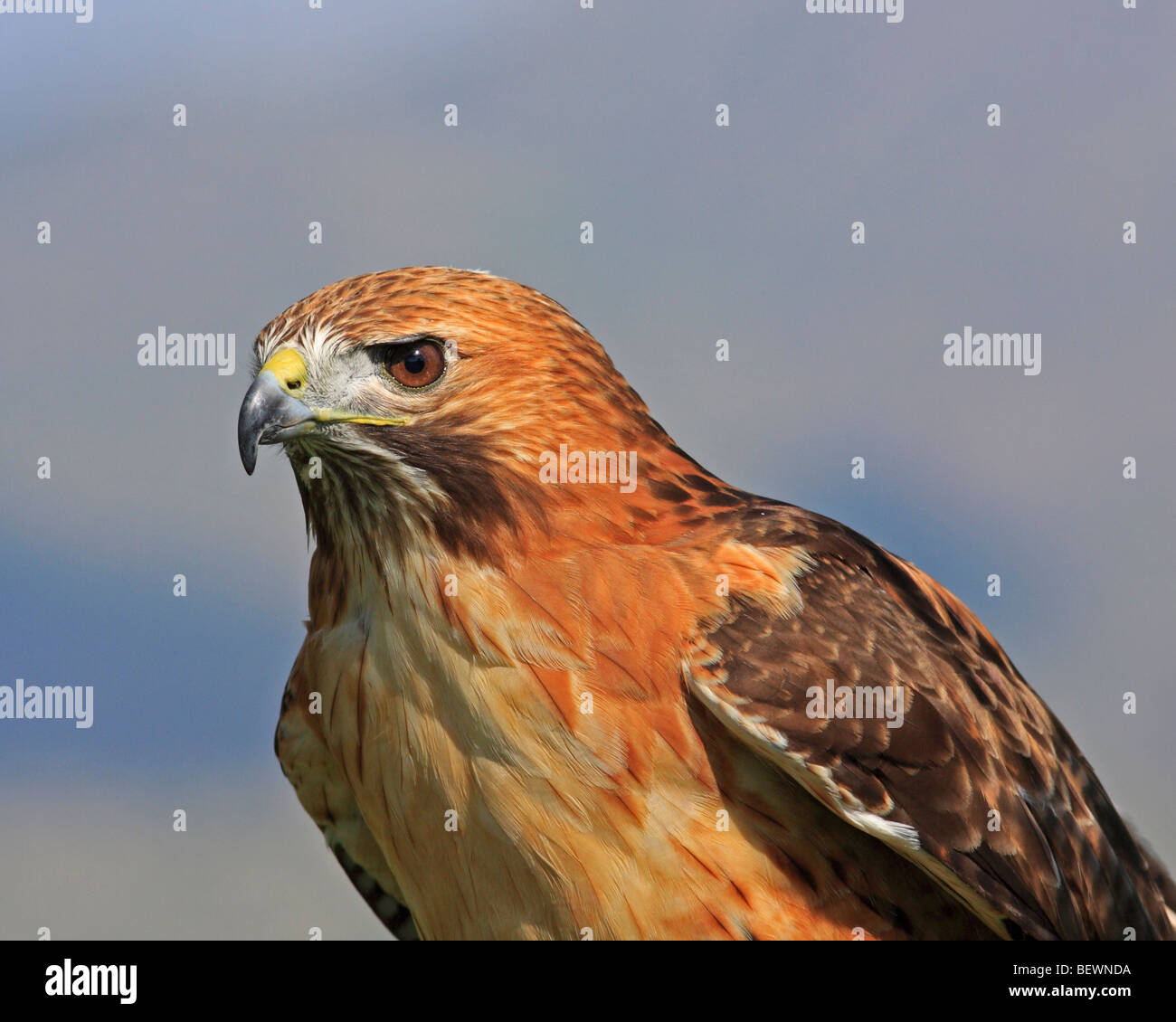 Hawk feather hi-res stock photography and images - Alamy