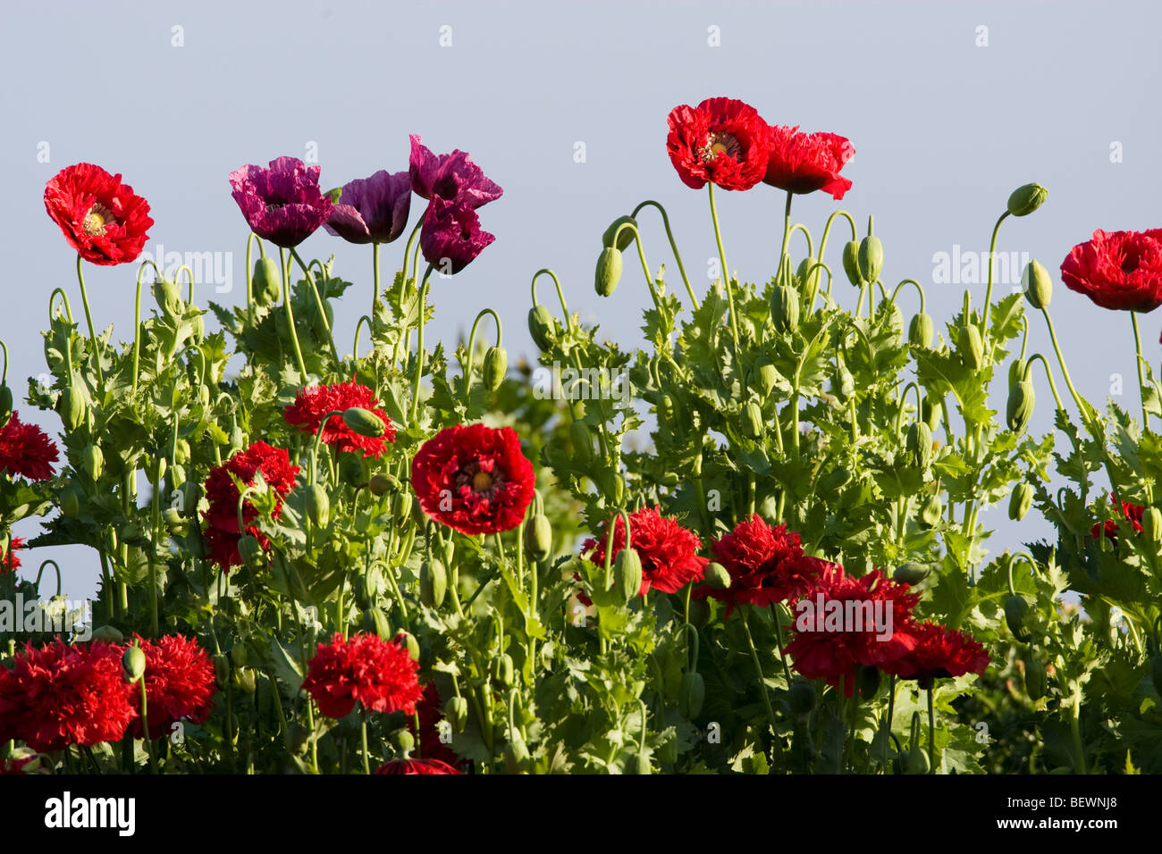 Poppies growing garden hi-res stock photography and images - Alamy