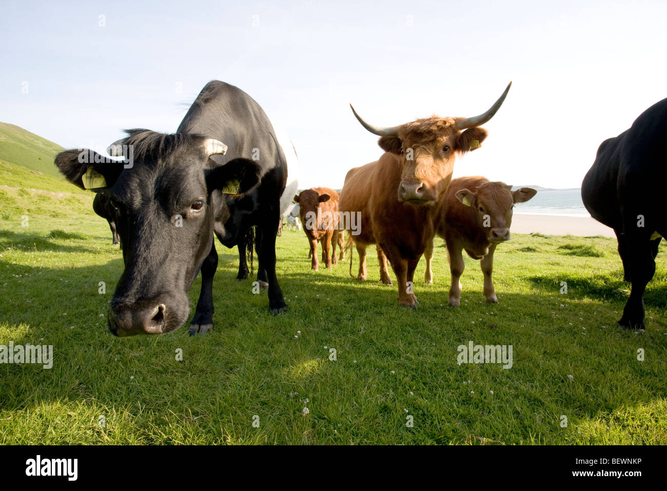 Captive cattle hi-res stock photography and images - Alamy