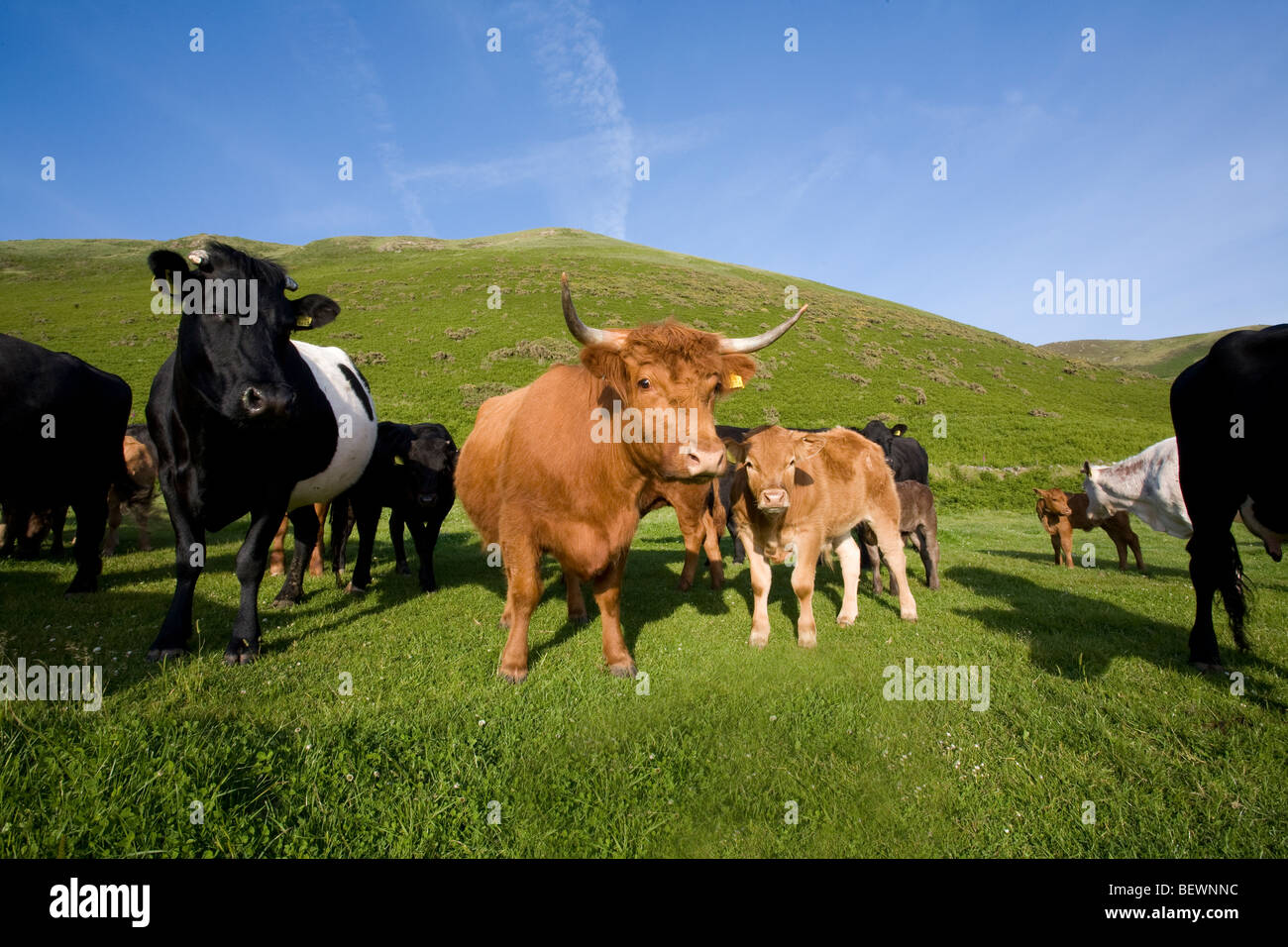 Herd of beef cattle hi-res stock photography and images - Alamy