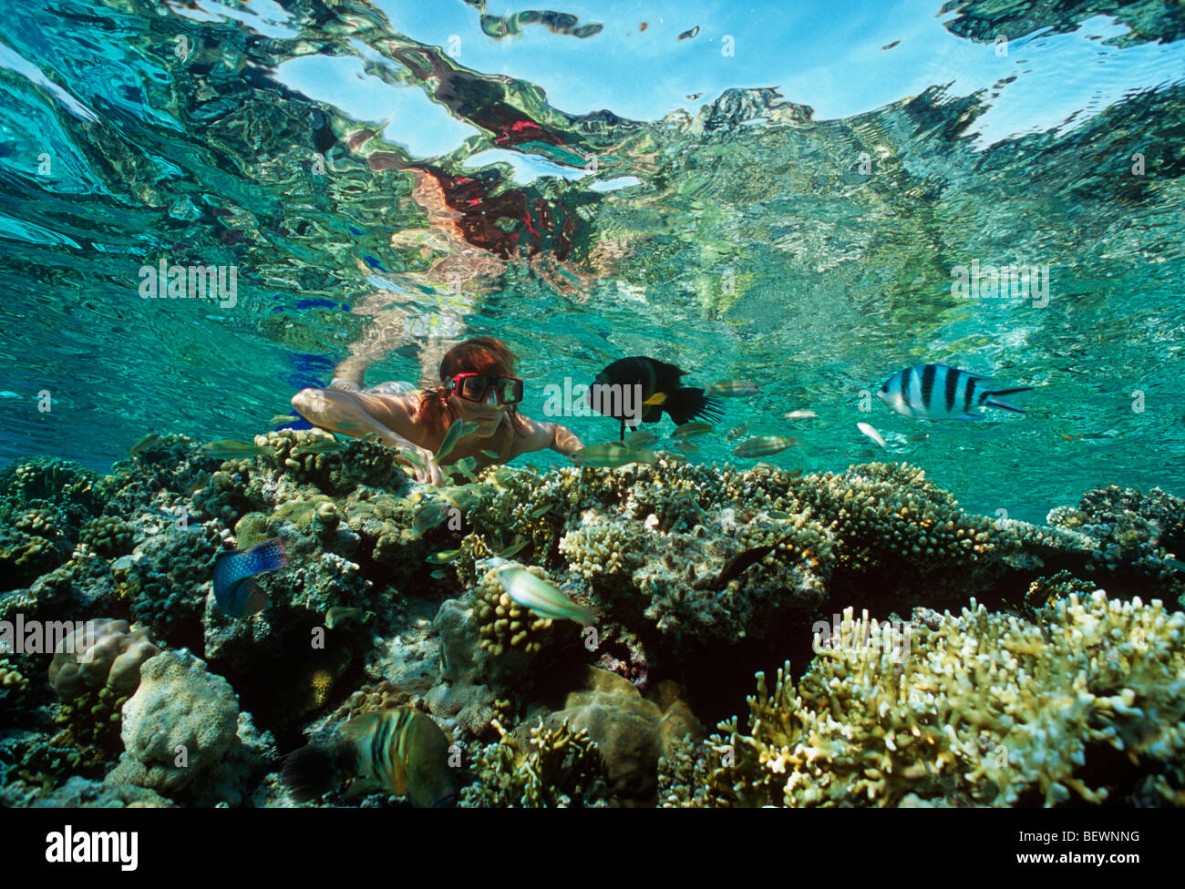 Free diver observes Broomtail Wrasse and Sergeant Major. Sinai, Egypt ...