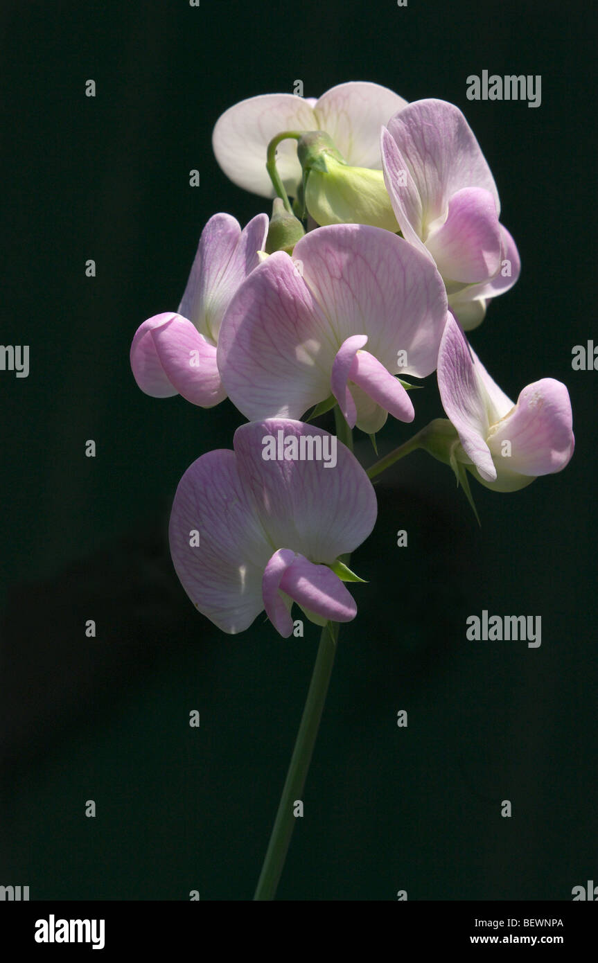 Perennial sweet pea hi-res stock photography and images - Alamy