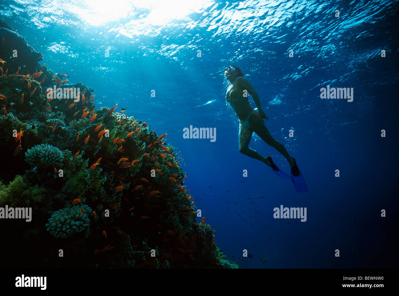 Reef drop hi-res stock photography and images - Alamy