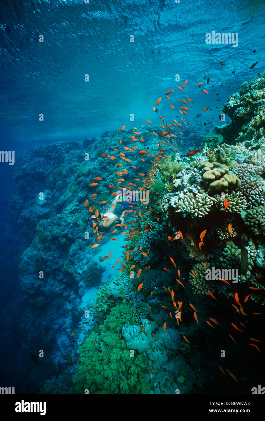 Reef drop hi-res stock photography and images - Alamy