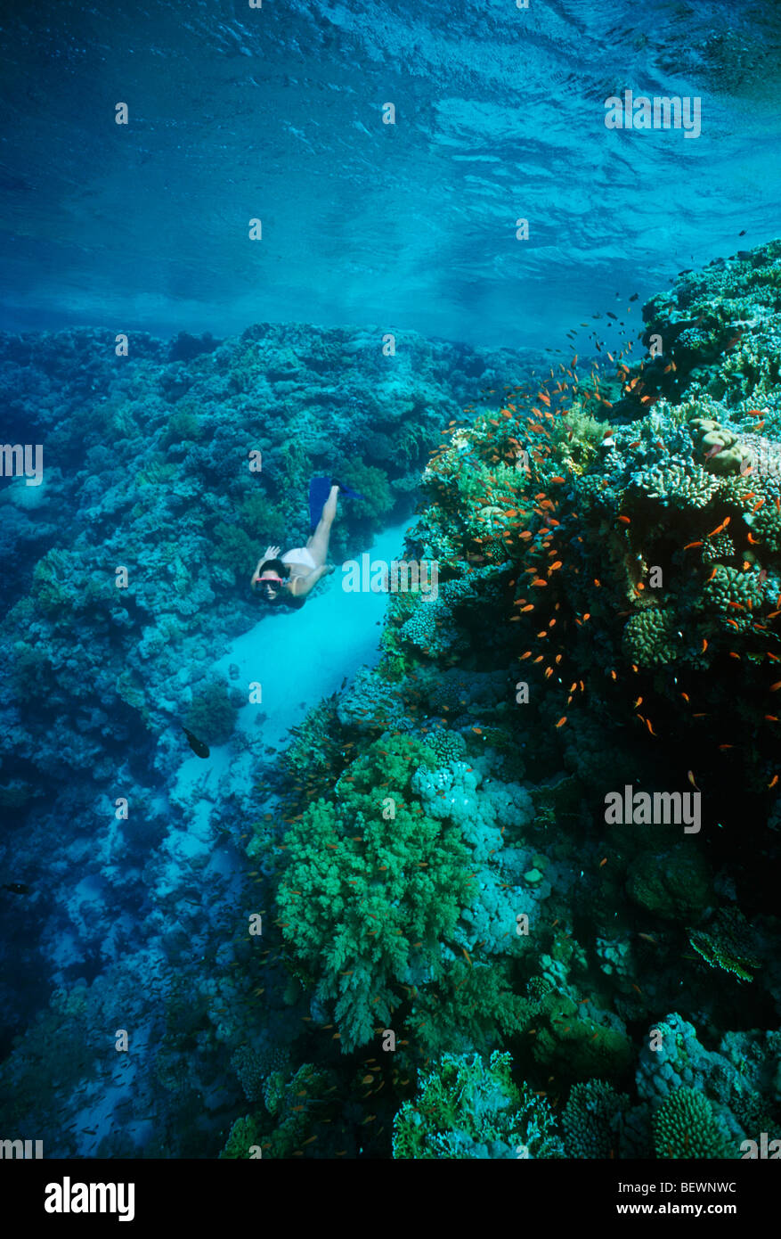 Edge of reef hi-res stock photography and images - Alamy