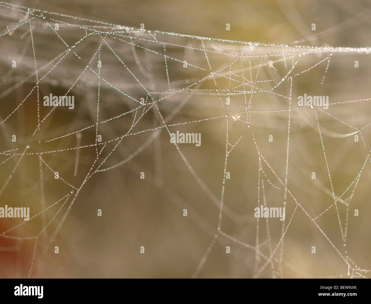 Fine Spider Web with Dew Drops Stock Photo - Alamy