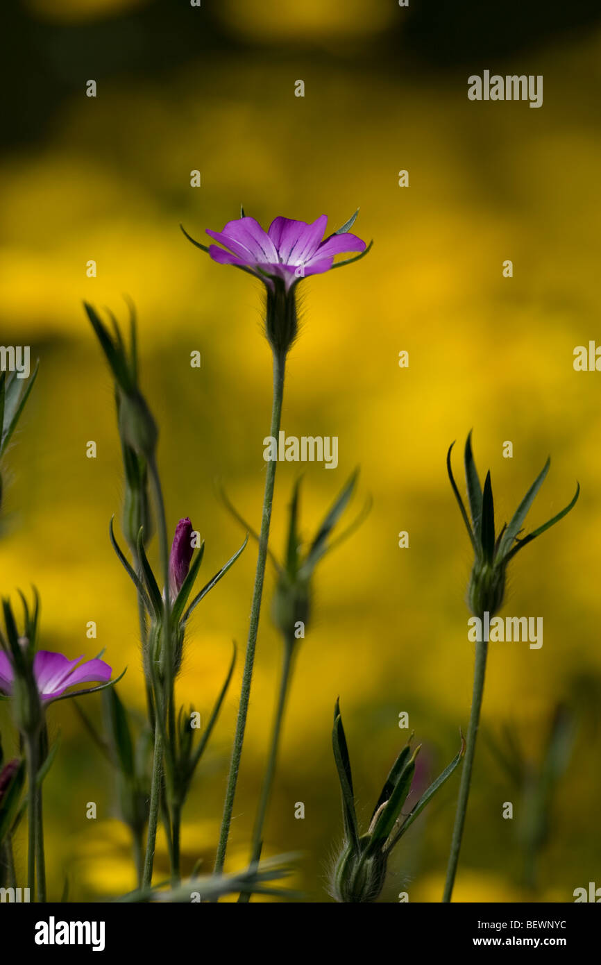 wildflower meadow showing corn cockle Stock Photo - Alamy