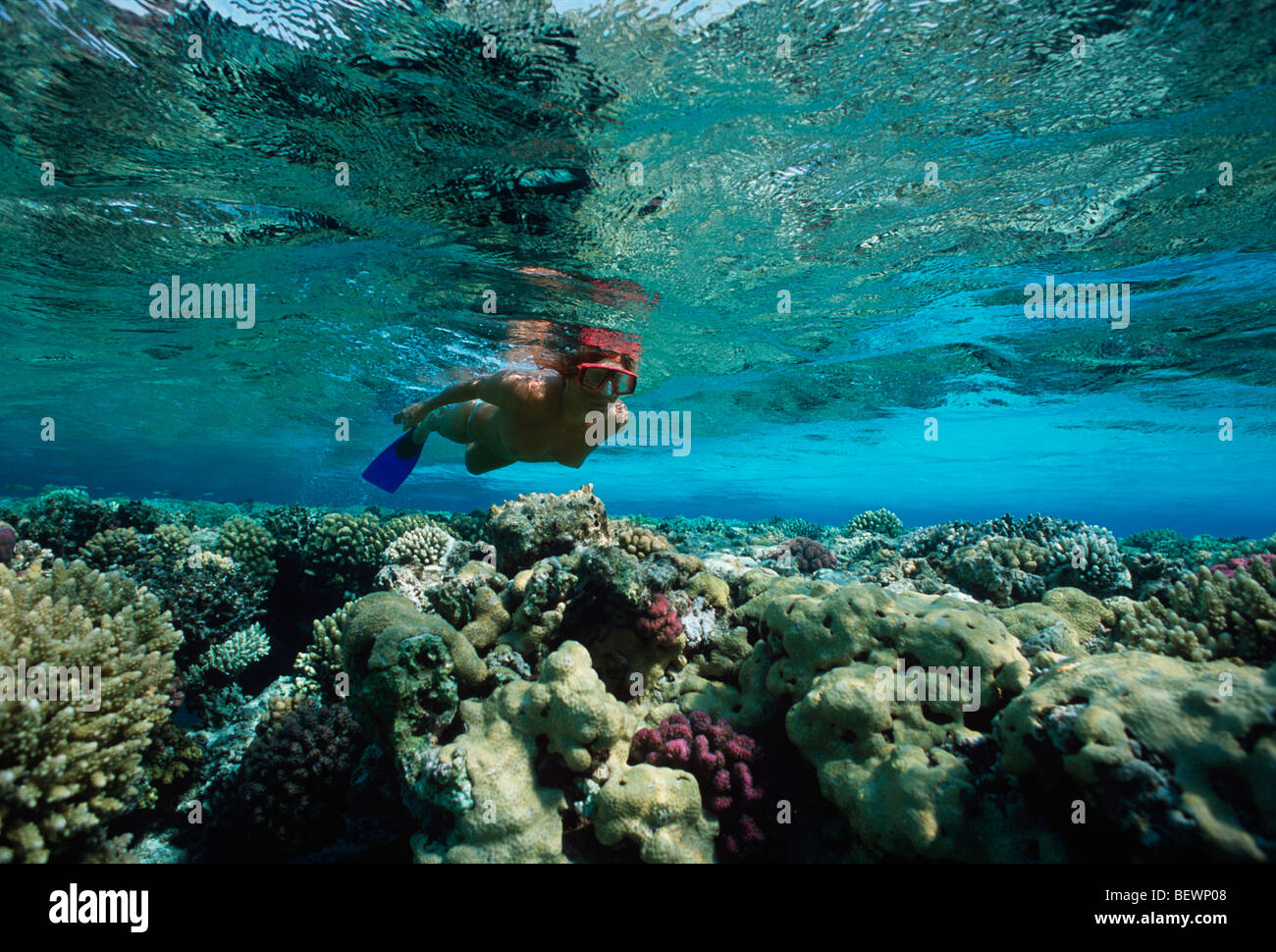 Free diver explores coral reef. Sinai, Egypt - Red Sea Stock Photo - Alamy