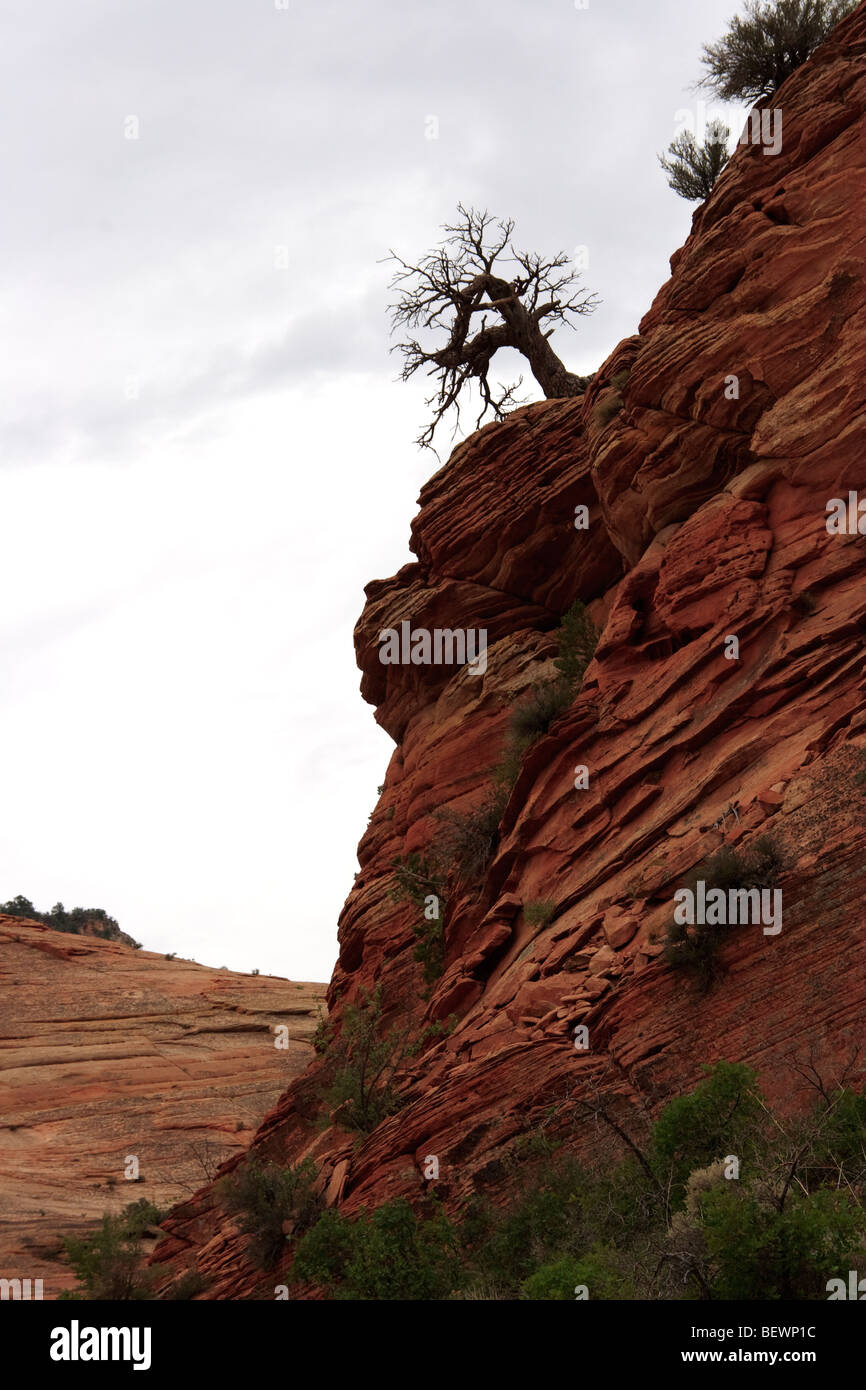 Tree growing in rock hillside hi-res stock photography and images - Alamy